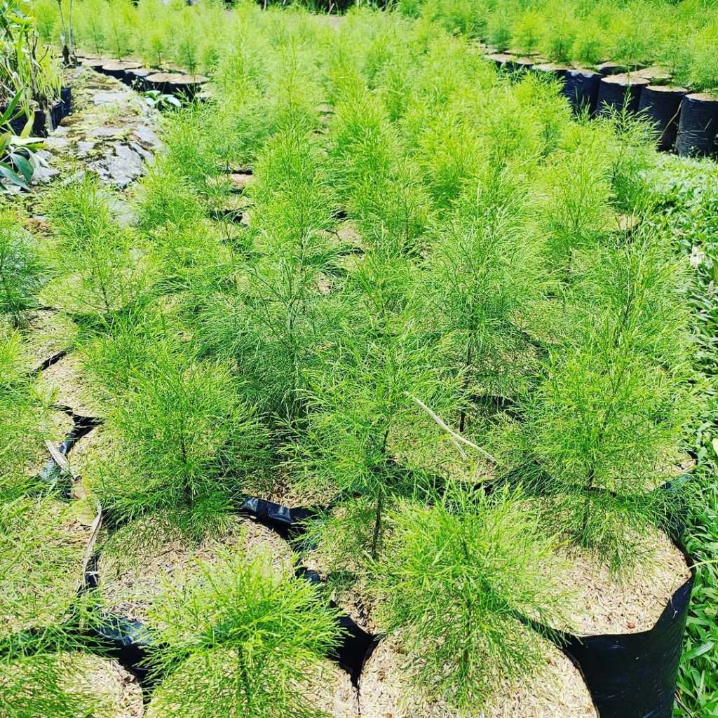 Jual Casuarina Sumatrana (Cemara Balon) - Pohon Unik untuk Gardening ...