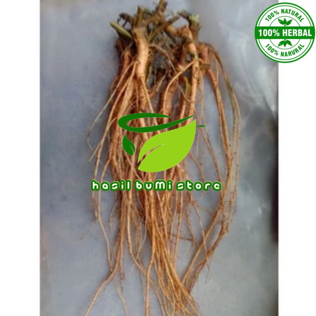 Jual akar putri malu asli segar 1kg | Shopee Indonesia