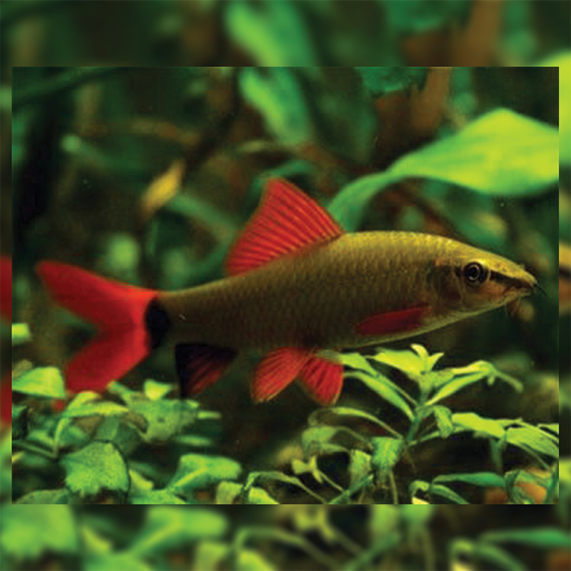 Jual Ikan Hias Redfin Hitam / Ikan Pembersih Aquarium / Ikan Hias Air ...