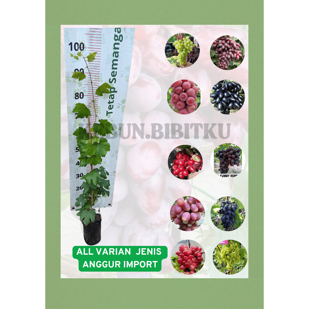 Jual BIBIT ANGGUR IMPORT 36 JENIS BERKUALITAS MURAH | Shopee Indonesia