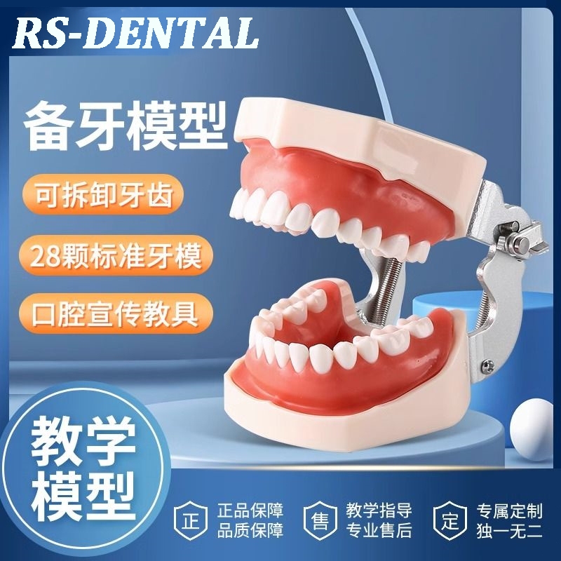 Jual Dental model study / model studi replika rahang / phantom gigi ...