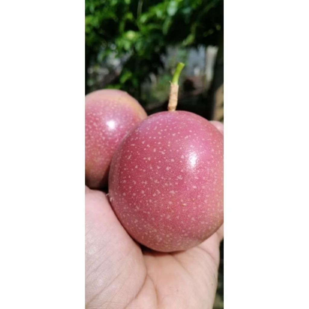 Jual Markisa Segar fresh 1000 gram | Shopee Indonesia