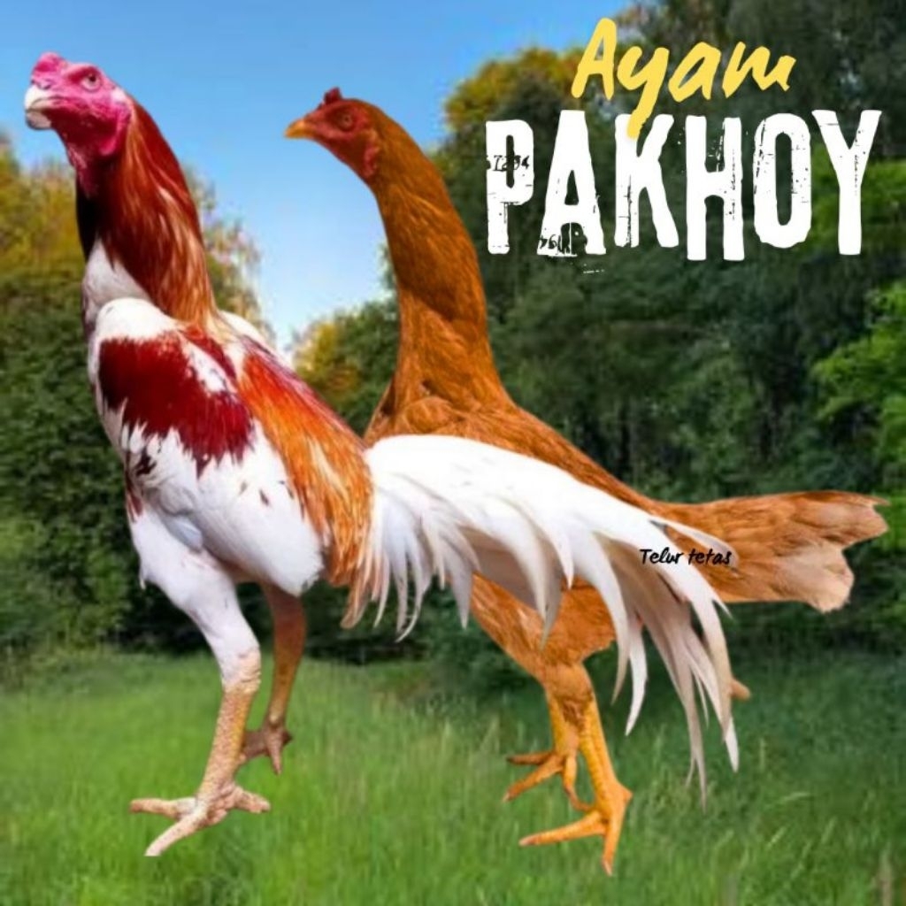 Jual Telur Ayam Pakhoy full Brakot Ori Fertil Buat ditetaskan | Shopee ...