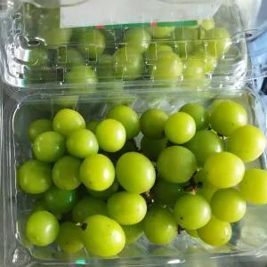 Jual Anggur hijau/shine muscat(500 gram)1 pack | Shopee Indonesia
