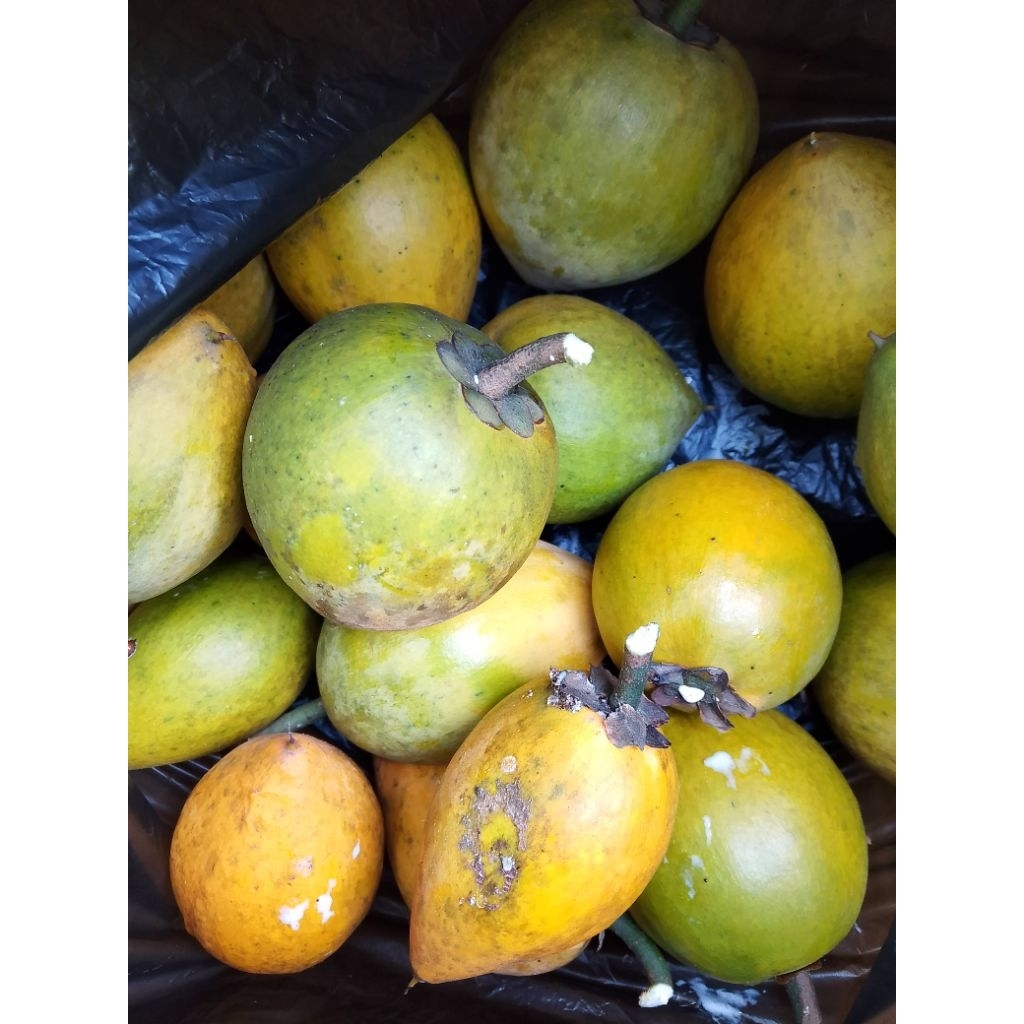 Jual Buah campoleh mentah buah sawo Belanda segar per 1kg | Shopee ...