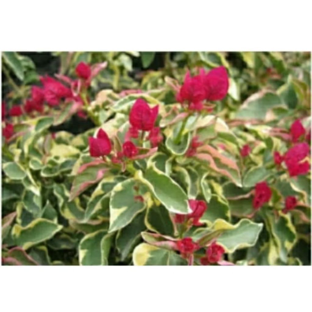 Jual Kembang Desa - Bibit Tanaman Bugenvil Varigata Fanta | Shopee ...