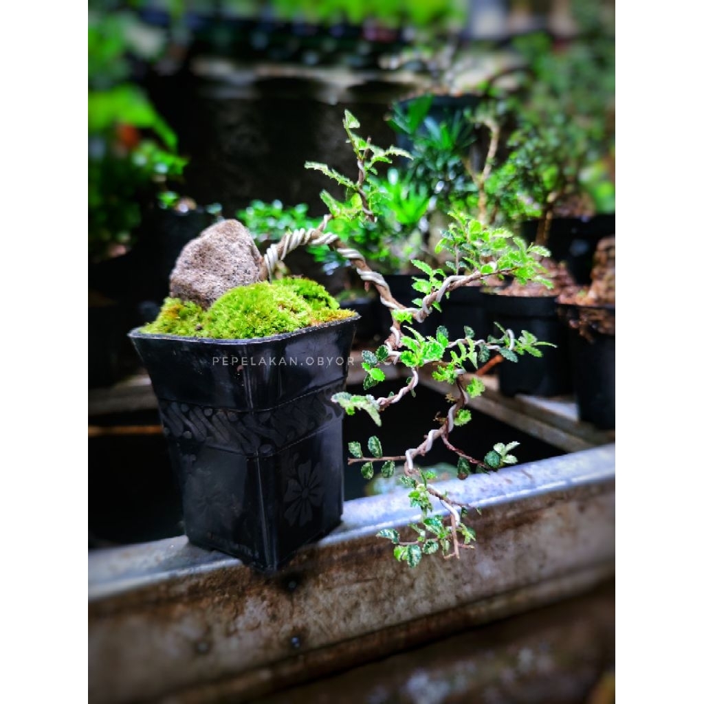 Jual Bonsai Mini Mame Ulmus Variegata Super Micro || Karakter Cascade ...