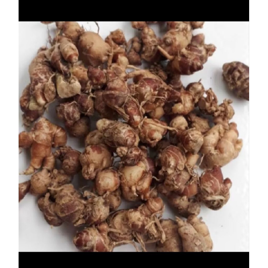 Jual Kencur Cikur Kencur Segar Fresh Langsung dari Petani Kemasan 1kg ...