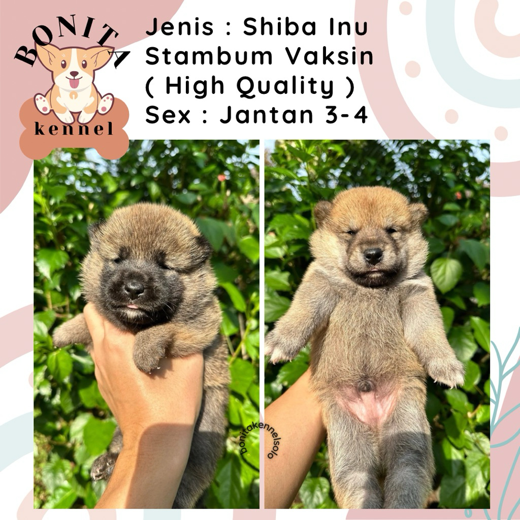 Jual Shiba Inu Stambum Anak Anjing Jepang Shiba Inu Jantan Betina ...