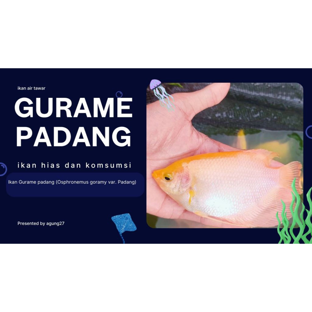 Jual bibit ikan gurame Padang | Shopee Indonesia