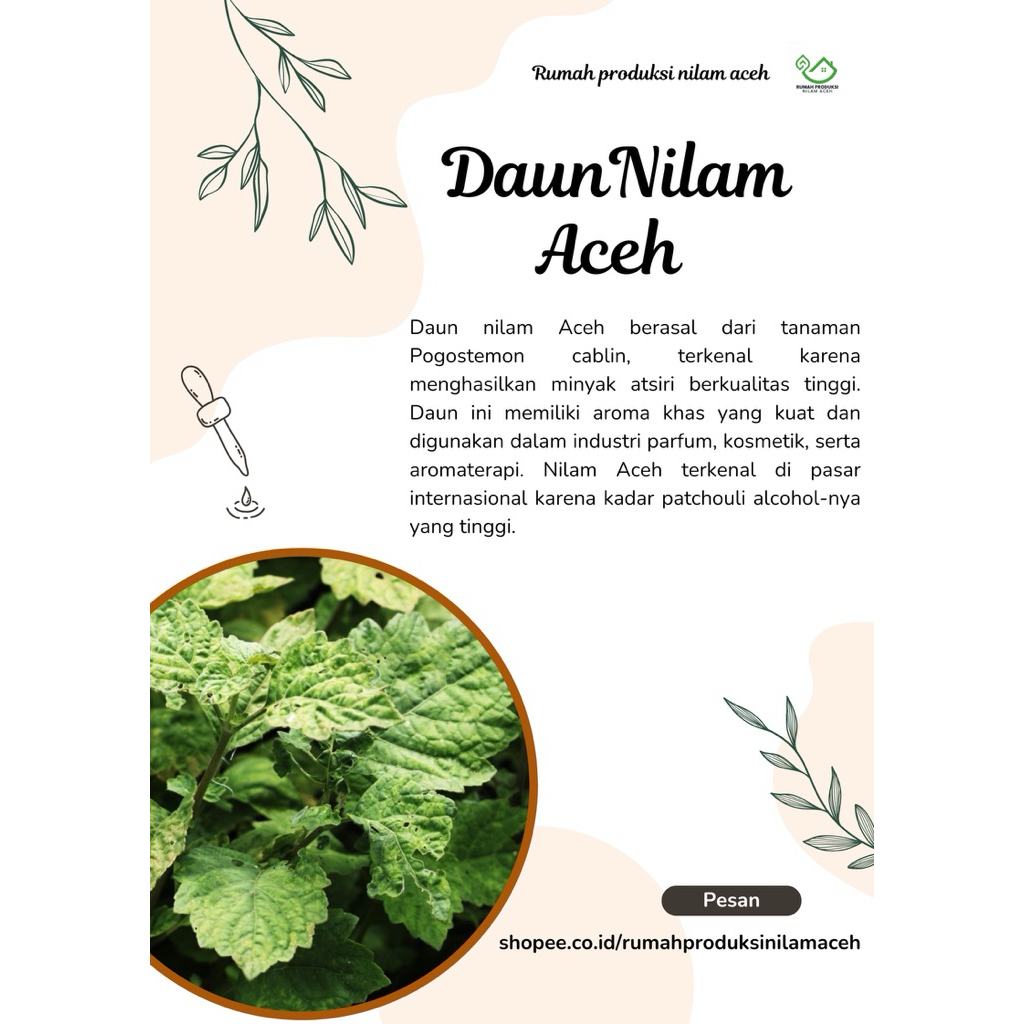 Jual Daun nilam aceh varietas lhoukseumawe berkualiatas | Shopee Indonesia