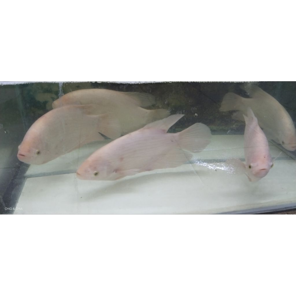 Jual gurame padang ukuran 30 cm | Shopee Indonesia