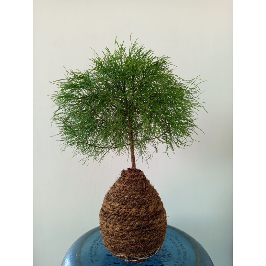 Jual tanaman cemara balon (kokedama) | Shopee Indonesia
