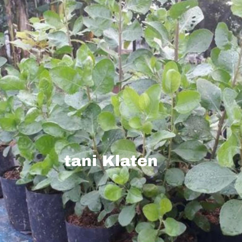 Jual Tanaman Beluntas Asli Luntas Super Herbal | Shopee Indonesia