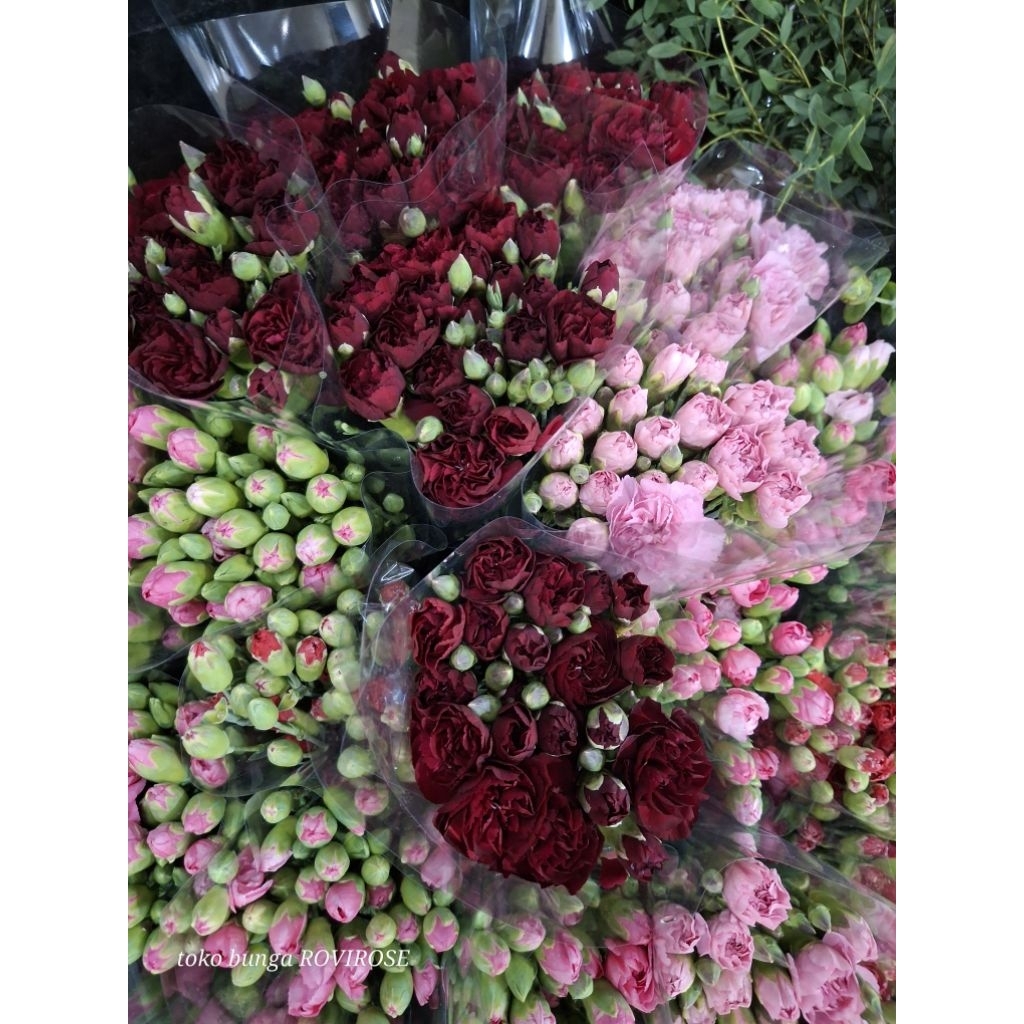 Jual bunga carnation varian warna cantik dan segar | Shopee Indonesia