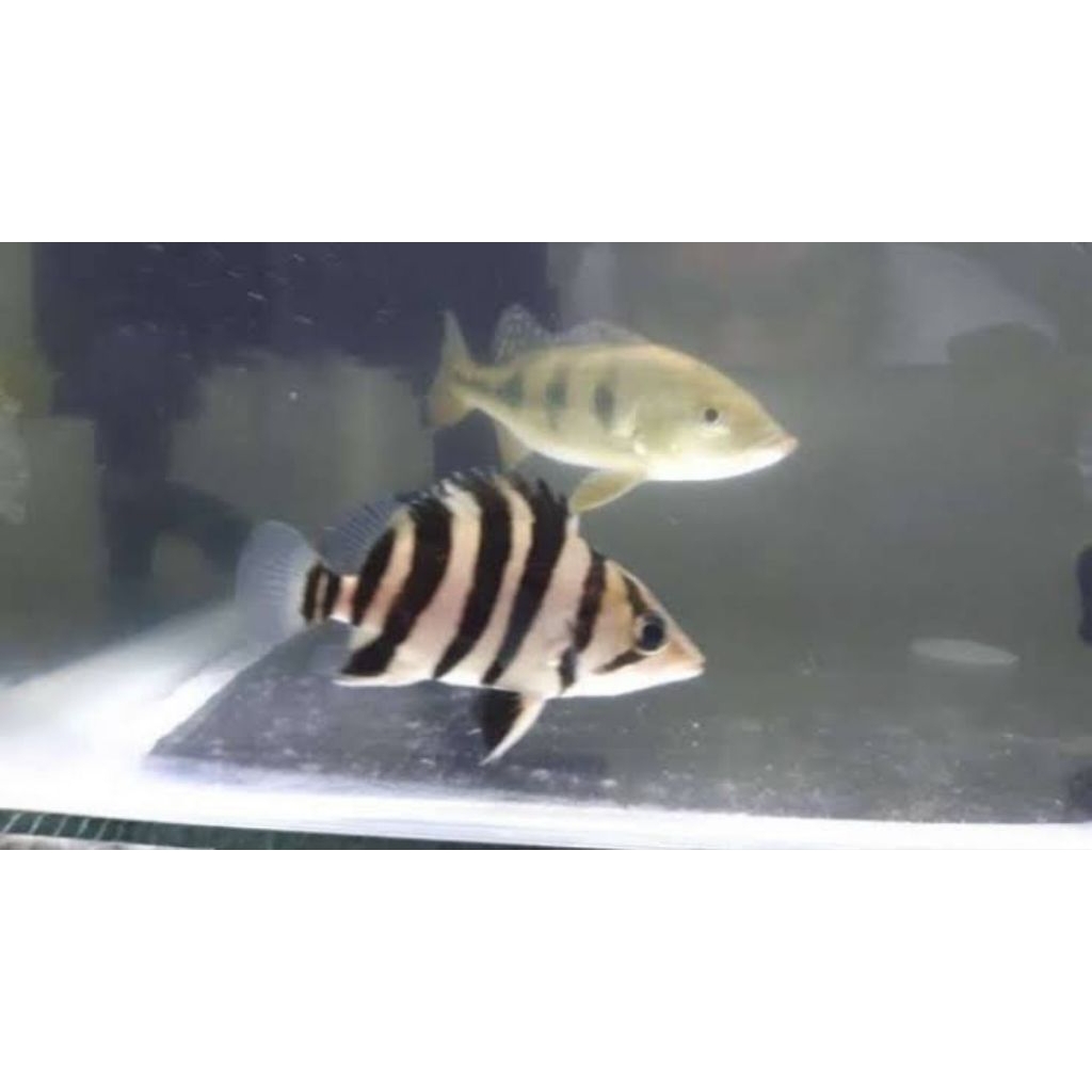 Jual Air Datz Sumatra 4 bar | Shopee Indonesia