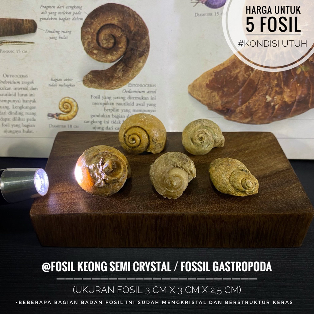 Jual Fosil Keong Semi Crystal Natural B72 atau Fossil Gastropoda atau Fosil Kerang atau Fossil ...