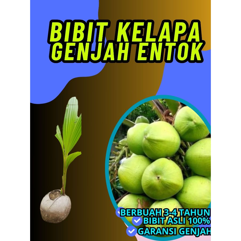 Jual KUALITAS UNGGULAN !! Pohon Kelapa Genjah Yang Bagus F1, Pohon ...