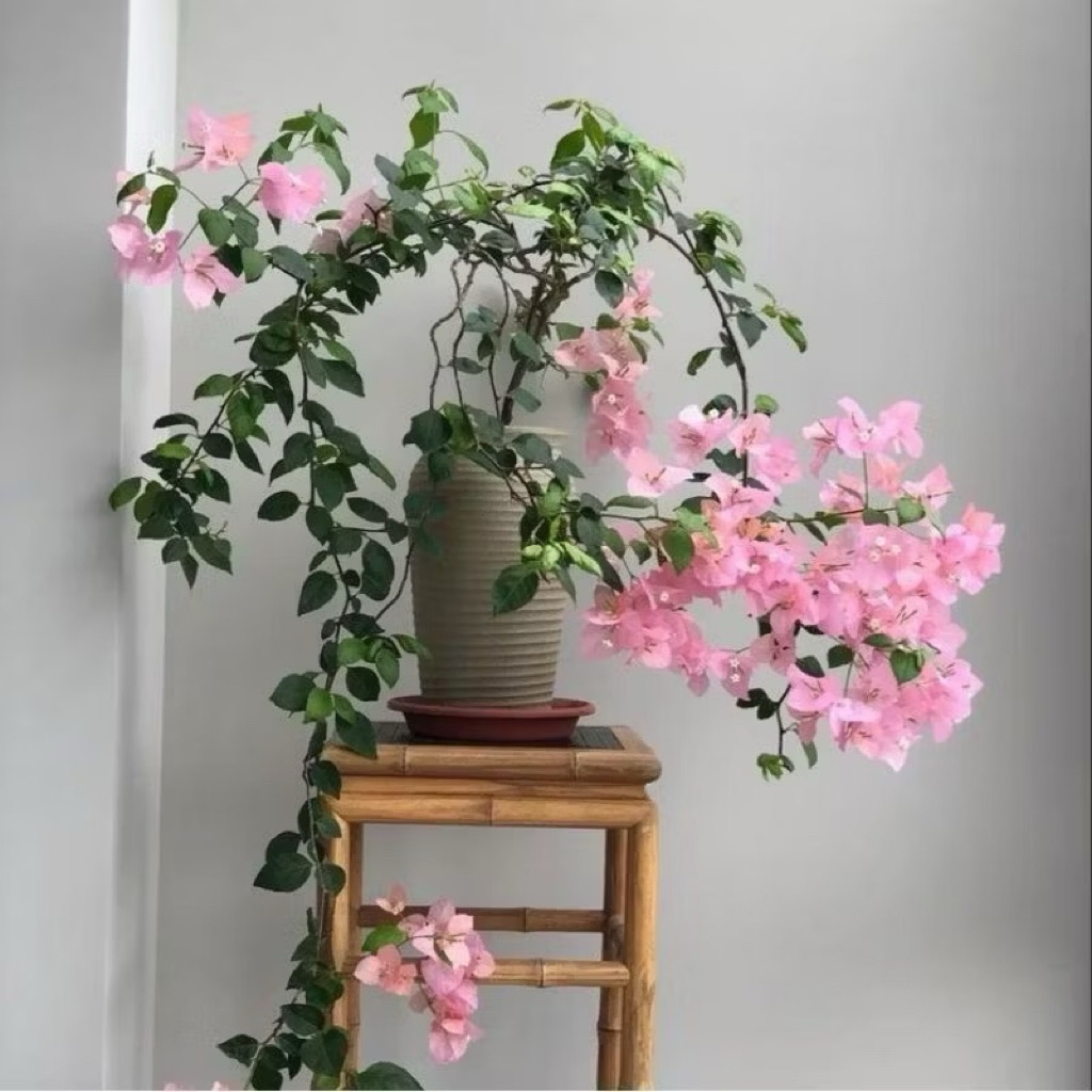 Jual Bisa Cod Promo Tanaman Bougenville Kembang Kertas Bunga Hias