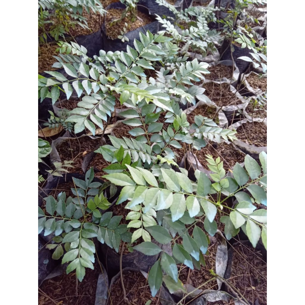 Jual Bibit tanaman pohon kari daun salam koja | Shopee Indonesia