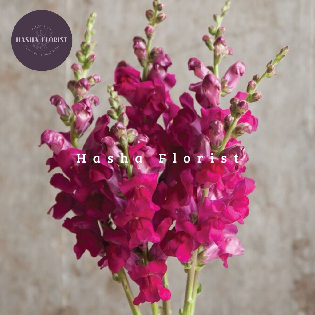 Jual Bunga Snapdragon Fresh 10 TANGKAI ( Bunga Segar Jakarta ) - By ...