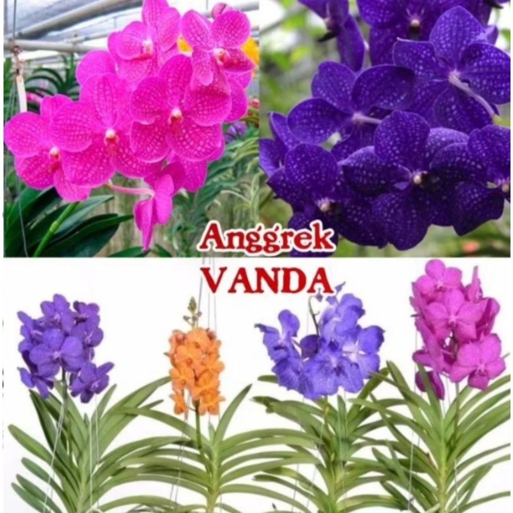 Jual Paket 5 pohon anggrek vanda siap berbunga(warna bunga random ...