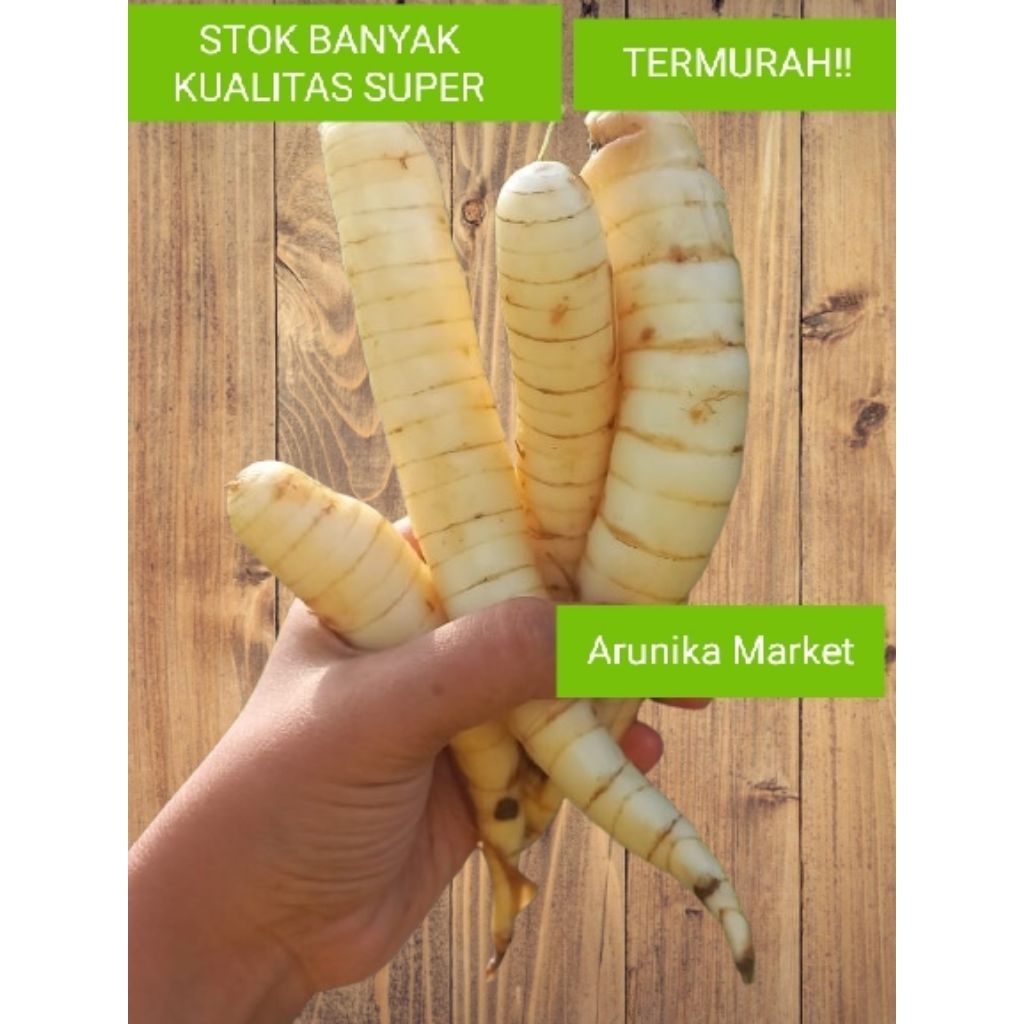 Jual UMBI GARUT ASLI SEGAR 1KG OBAT HERBAL ALAMI UNTUK LAMBUNG (STOK BANYAK) | Shopee Indonesia