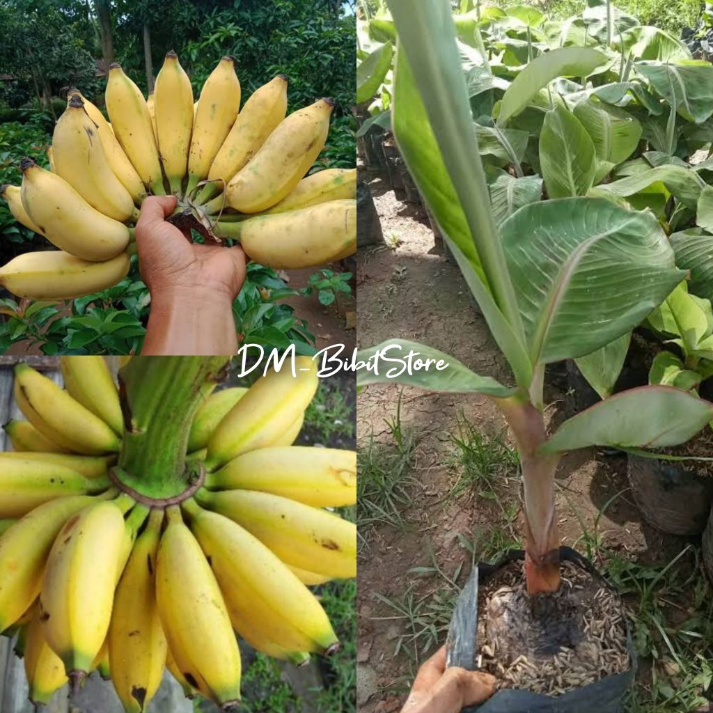 Jual Bibit Pisang Barlin Atau Pisang Marlin Unggul | Bibit Pisang Muli ...