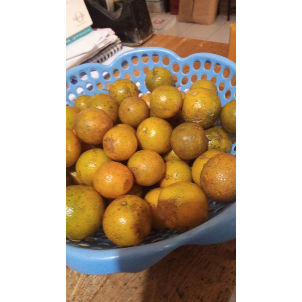 Jual Jeruk Kunci KUNING Mateng Pohon Segar 1 kg | Shopee Indonesia