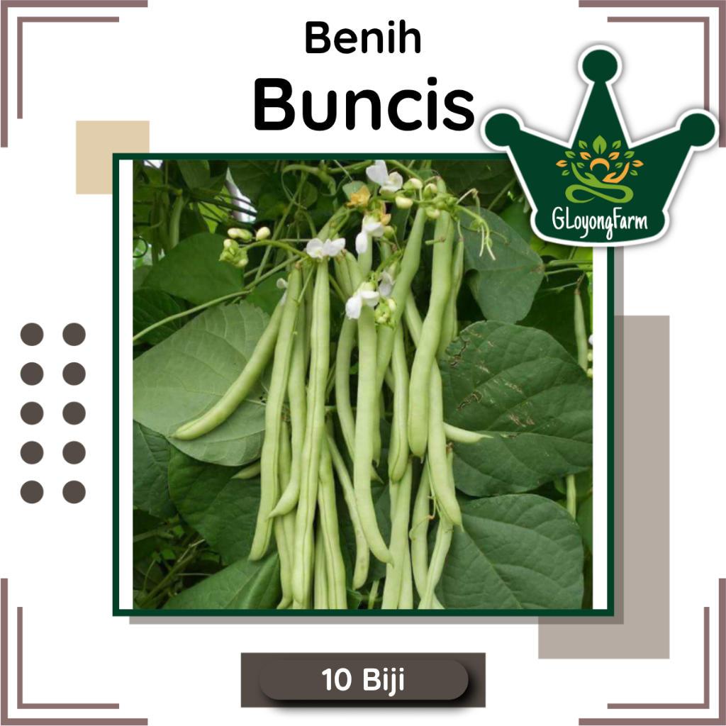 Jual Benih Buncis Berbuah Lebat Gloyong Farm - Benih Sayuran | Shopee ...