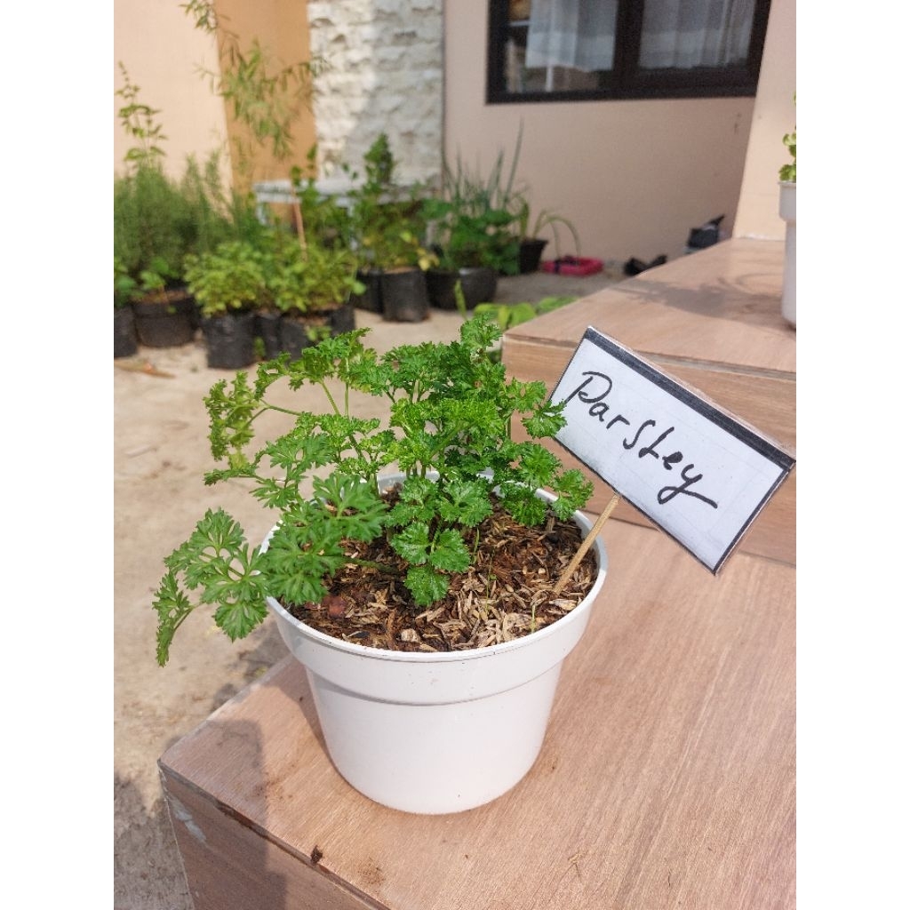Jual Parsley/Tanaman Parsley Hidup/Bibit Parsley / Bahan Penyedap ...