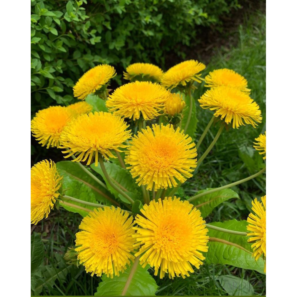 Jual 12 Biji Benih Bunga Dandelion | Shopee Indonesia