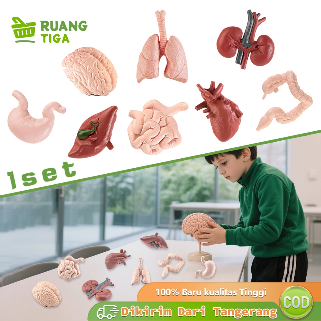 Jual Model Organ Manusia 1 Set Mainan Organ Manusia Human Body Anatomy Miniature Mainan Edukasi ...