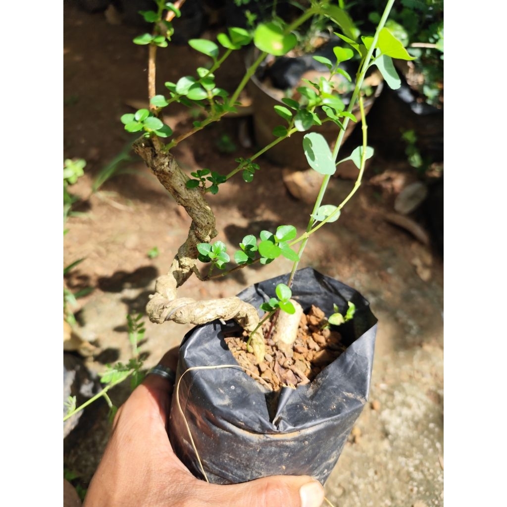Jual bahan bonsai sancang unik/liuk | Shopee Indonesia
