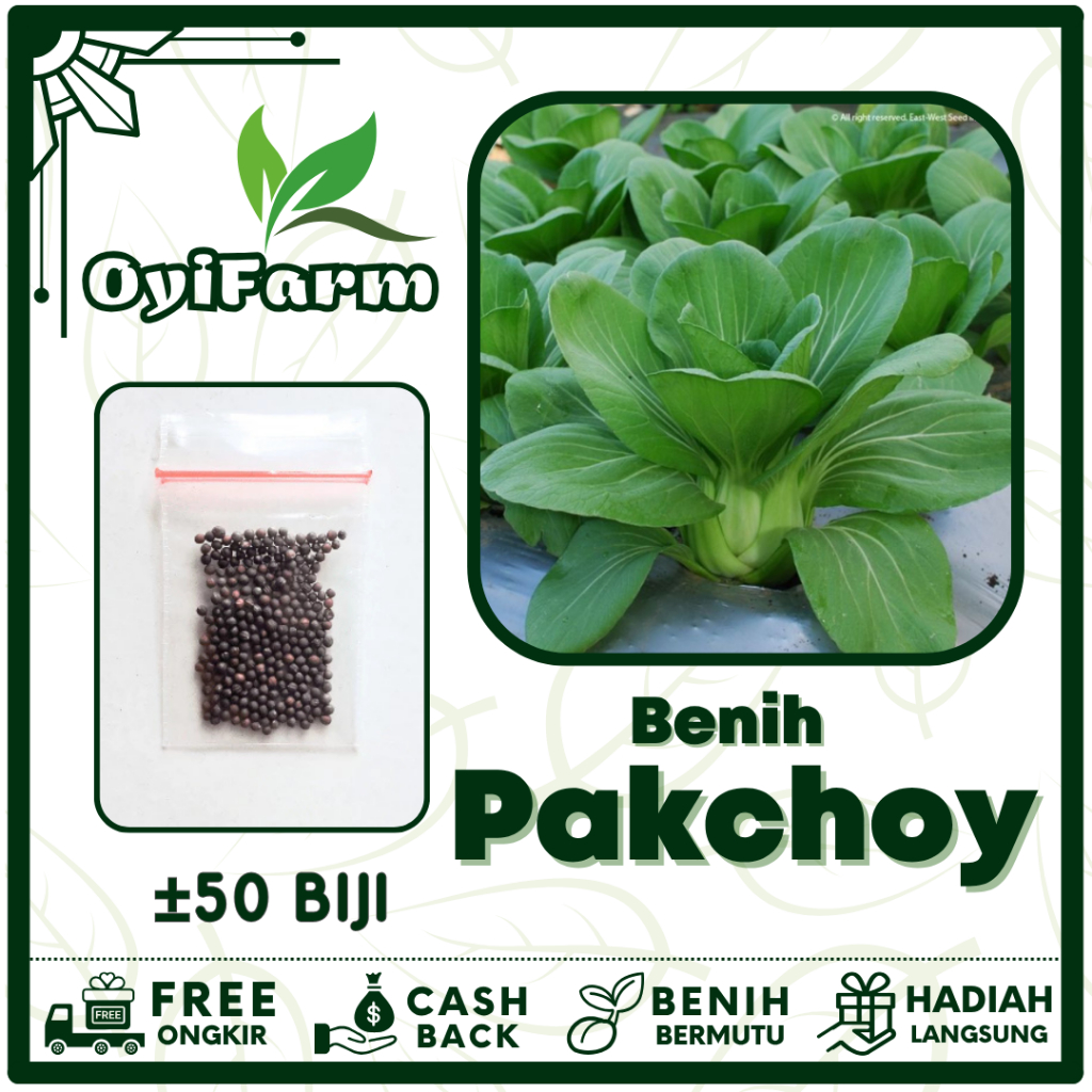Jual Benih Pakcoy Sayuran Sawi Pakchoy - Bibit Sayuran Hidroponik dan ...