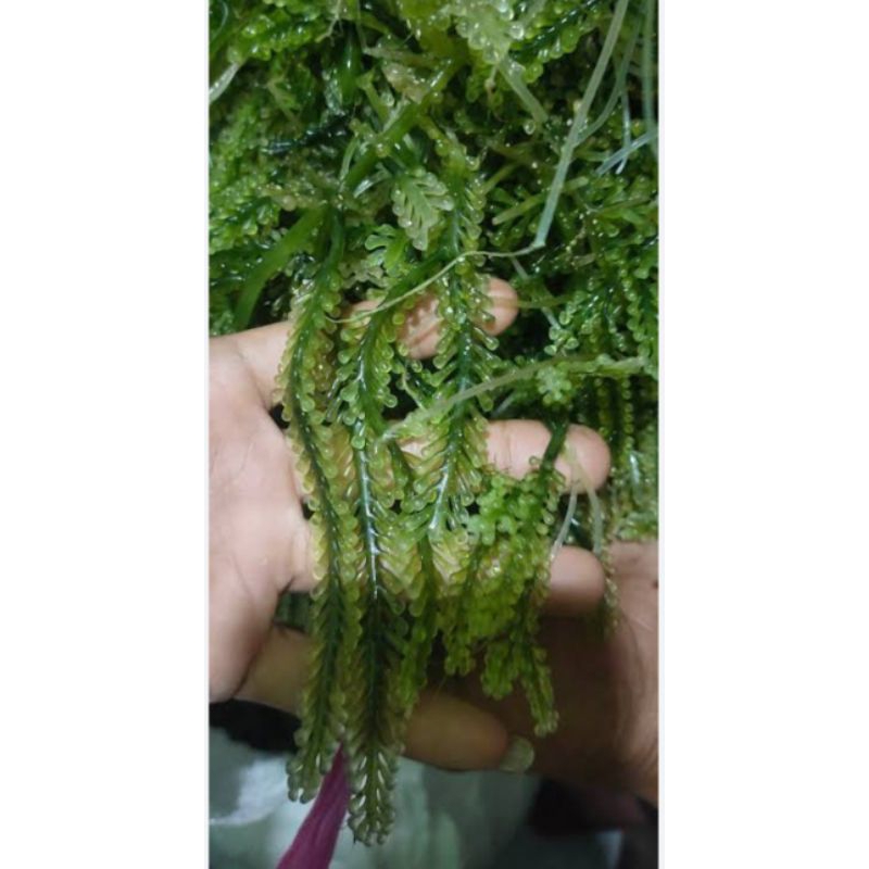 Jual anngur laut/latoh/lawilawi/green caviar/sea grapes/bulung boni 1kg ...