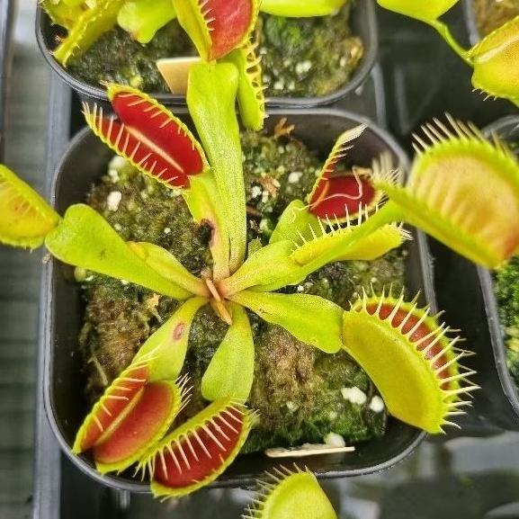 Jual Tanaman Pemakan Serangga Venus Fly Trap "DESTROYER" | Shopee Indonesia