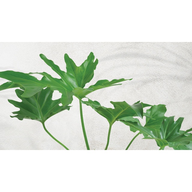 Jual Blantik Kembang - Tanaman Hias Bisa Di Air Philodendron Jari ...