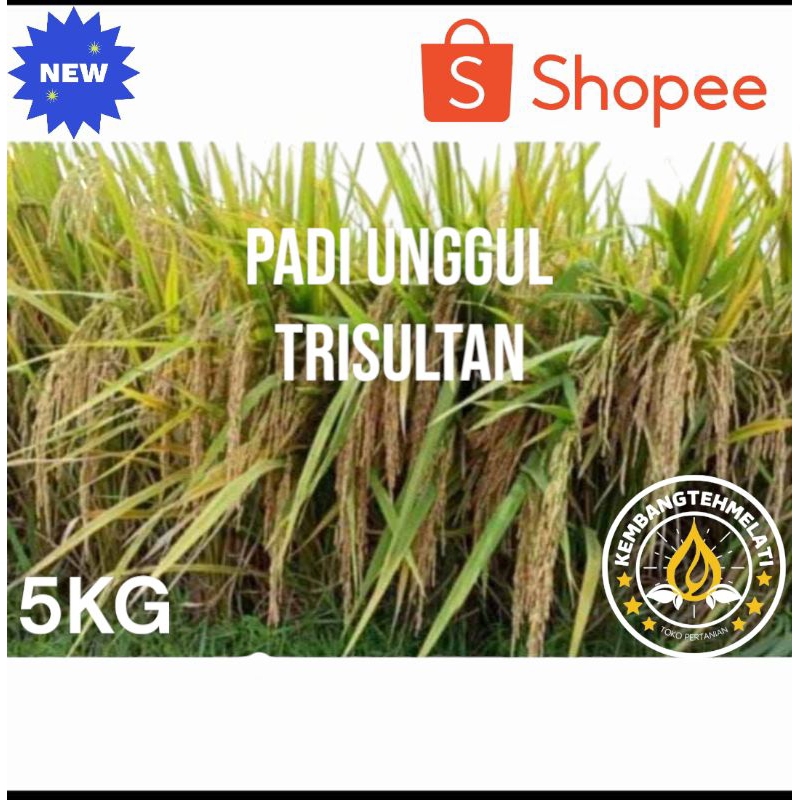 Jual BENIH PADI TRI SULTAN PREMIUM KEMASAN 5KG | Shopee Indonesia