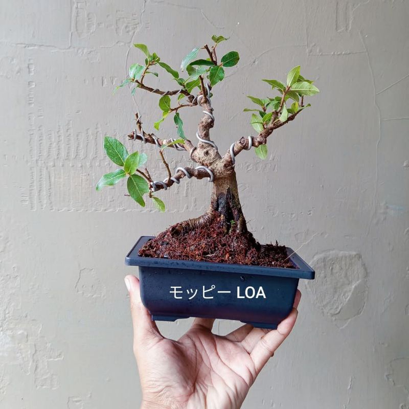 Jual BONSAI LOA SESUAI FOTO | Shopee Indonesia