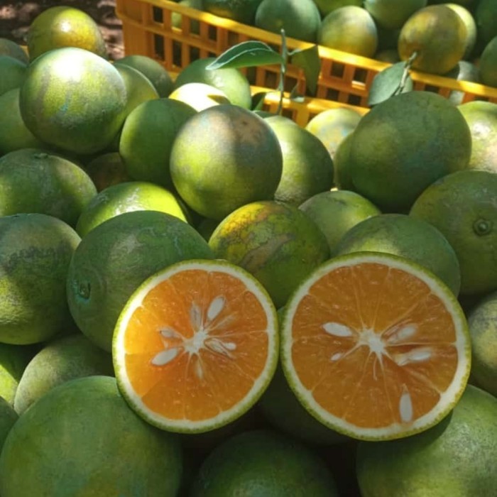 Jual Jeruk Baby Java Manis - 1 KG | Shopee Indonesia