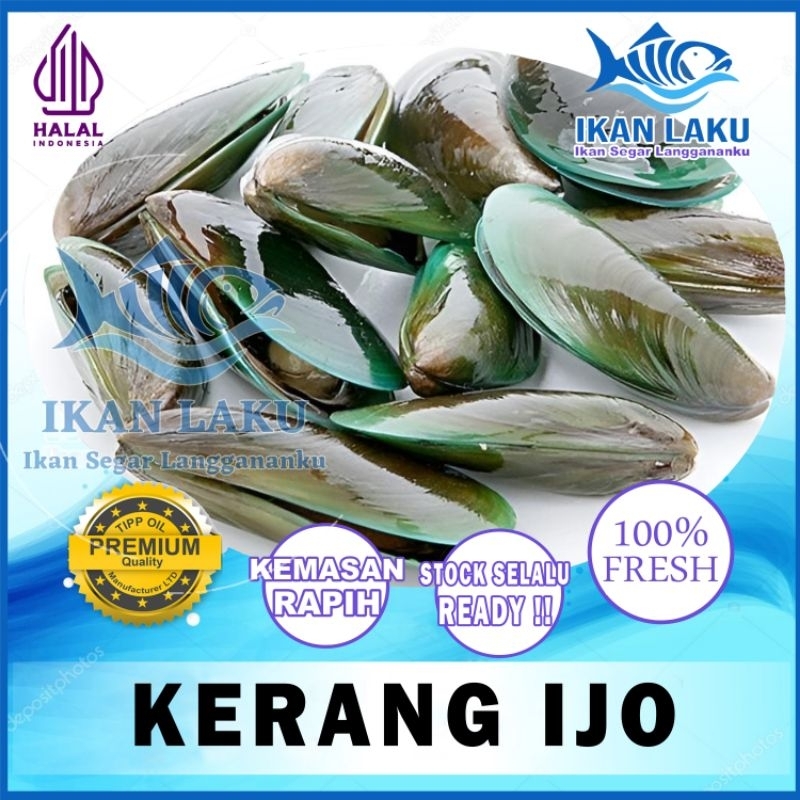Jual Kerang Hijau Fresh 1 Kg – Kerang Ijo Kerang Segar Laut Bersih ...