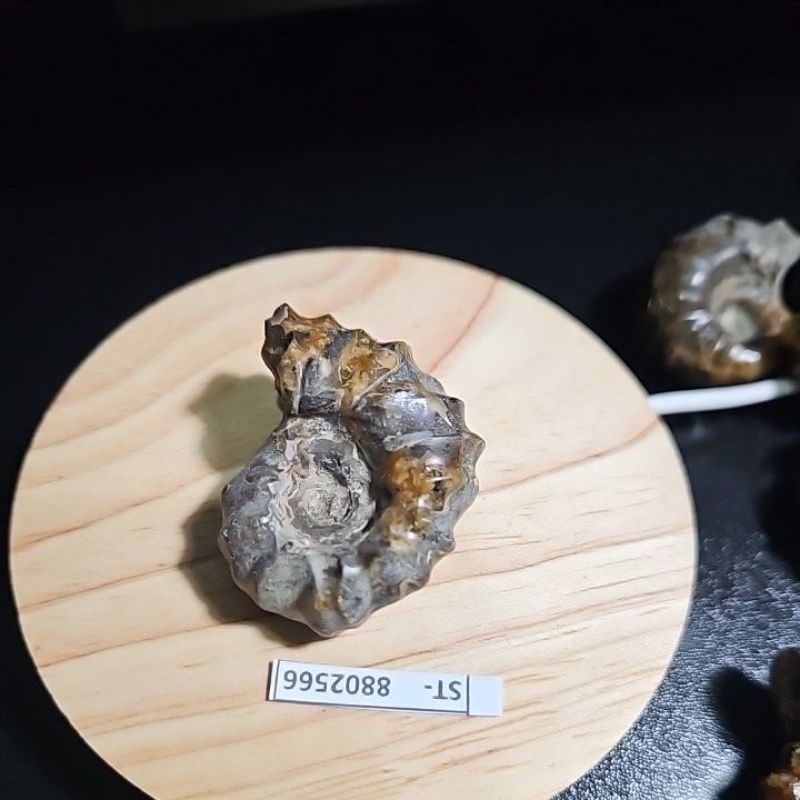 Jual BATU AMMONIT Madagascar Rough BATU ASLI | Shopee Indonesia