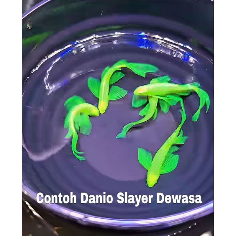 Jual Ikan danio Slayer Hijau paket 10 Ekor | Shopee Indonesia