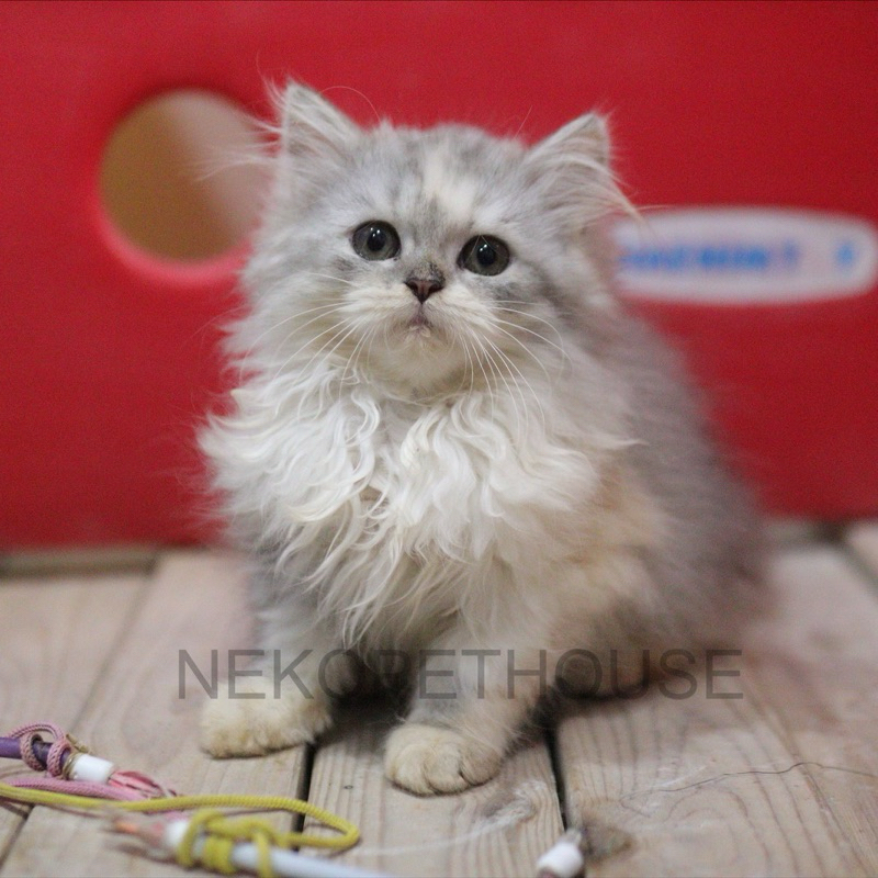 Jual Persia Longhair Kitten Anak Kucing Kucing Persia | Shopee Indonesia