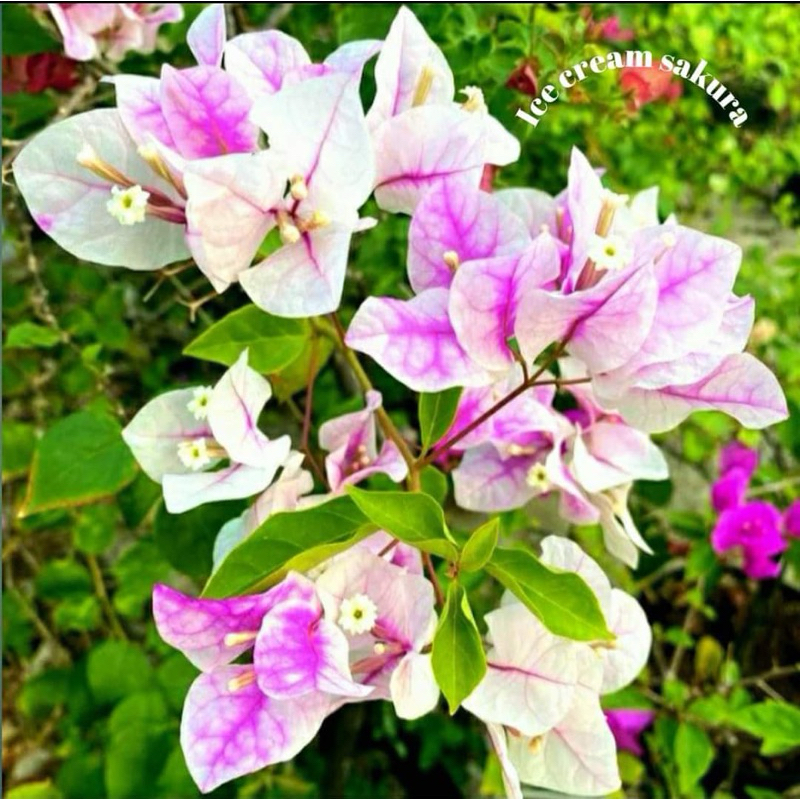 Jual Bugenvil ID ice Crem Sakura / bunga gradasi cantik | Shopee Indonesia
