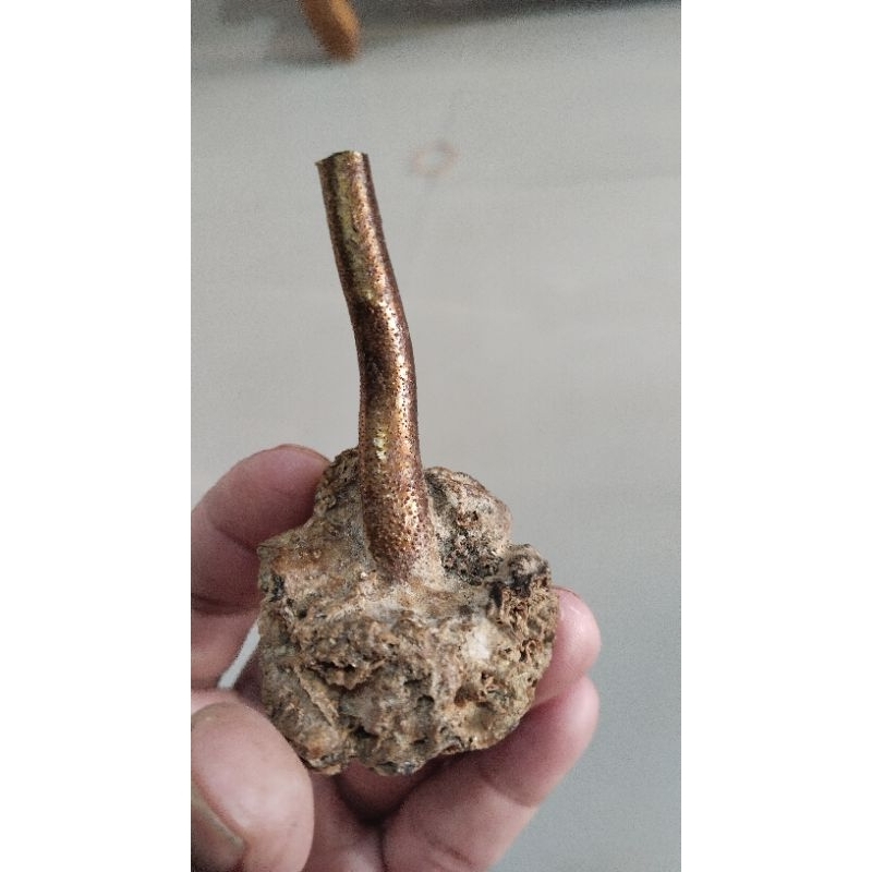 Jual Bongkol uli kwah wah mas | Shopee Indonesia