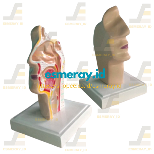 Jual Model Rongga Hidung dan Tenggorokan-Torso/Manekin Alat Peraga ...
