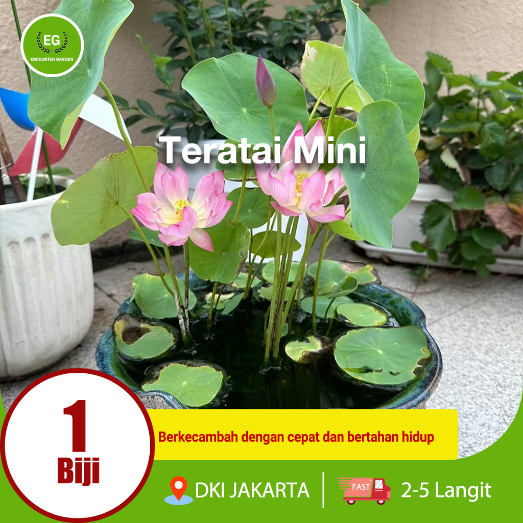 Jual Biji teratai mini - tumbuh jika terkena air - berkecambah dalam 3 ...