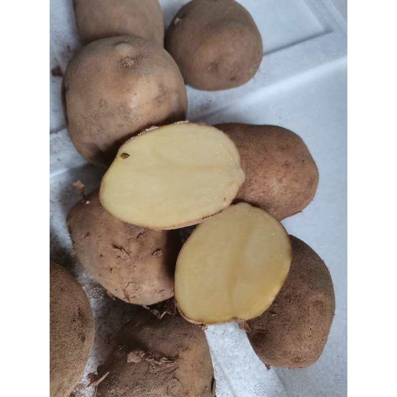 Jual Kentang Dieng 1KG - Kentang Dieng Kuning 1KG - kentang dieng asli ...